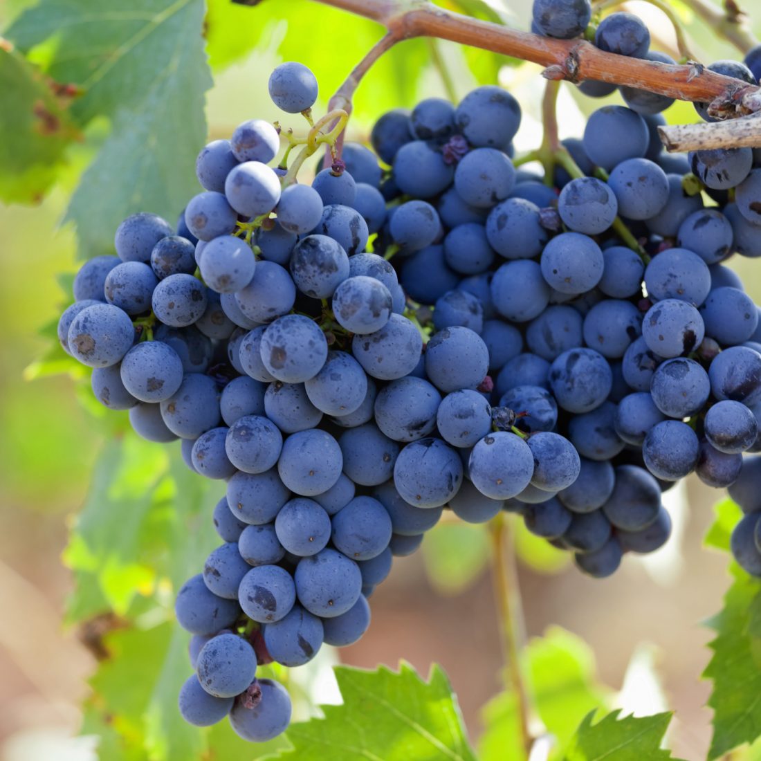 Fascinating Italian Wine Grapes: Coda di Volpe | Domenico Winery + Osteria