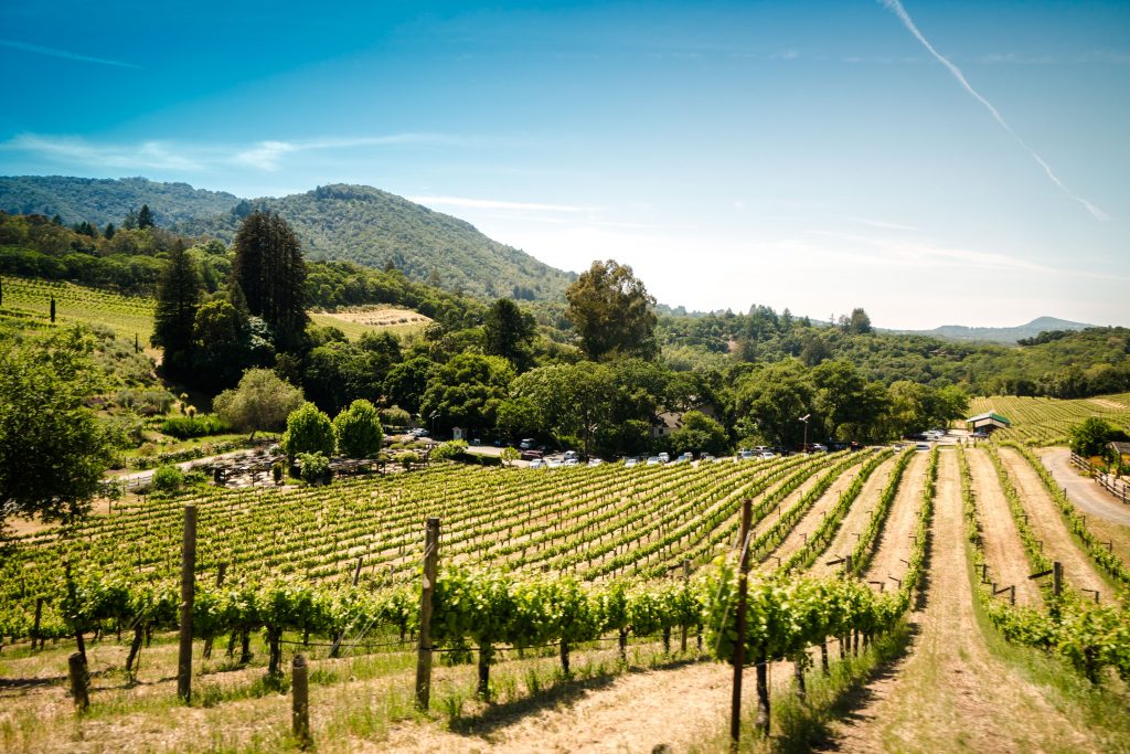 A Quick Guide to a California Wine Harvest | Domenico Winery + Osteria